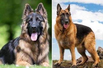 German Shepherd Dog vs Wolf: 9 Striking Differences