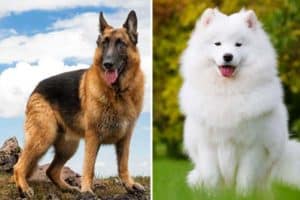 Maltese German Shepherd Mix: Is This Cross-Breed Possible?