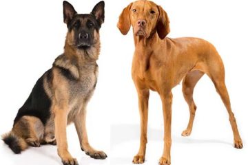 Leonberger German Shepherd Mix: The Right Family Fit?