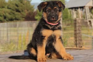 German Shepherd Cocker Spaniel Mix: the Smart, Sweet Companion Canine