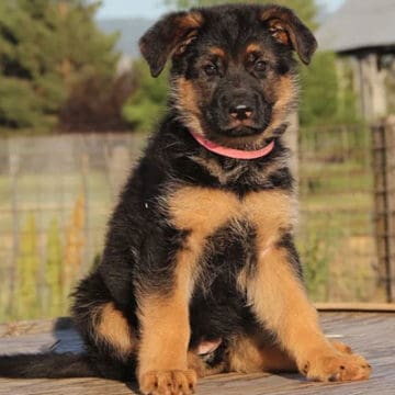 German Shepherd Cocker Spaniel Mix: the Smart, Sweet Companion Canine
