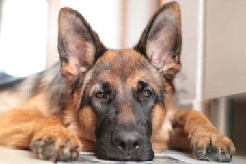 Do German Shepherds Smell: What You Can Do About It