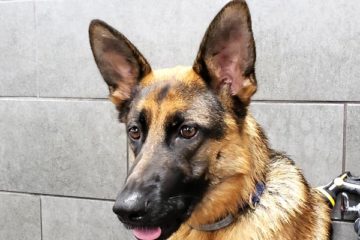 Why Do German Shepherds Have Moles: Black Dots On Your GSD