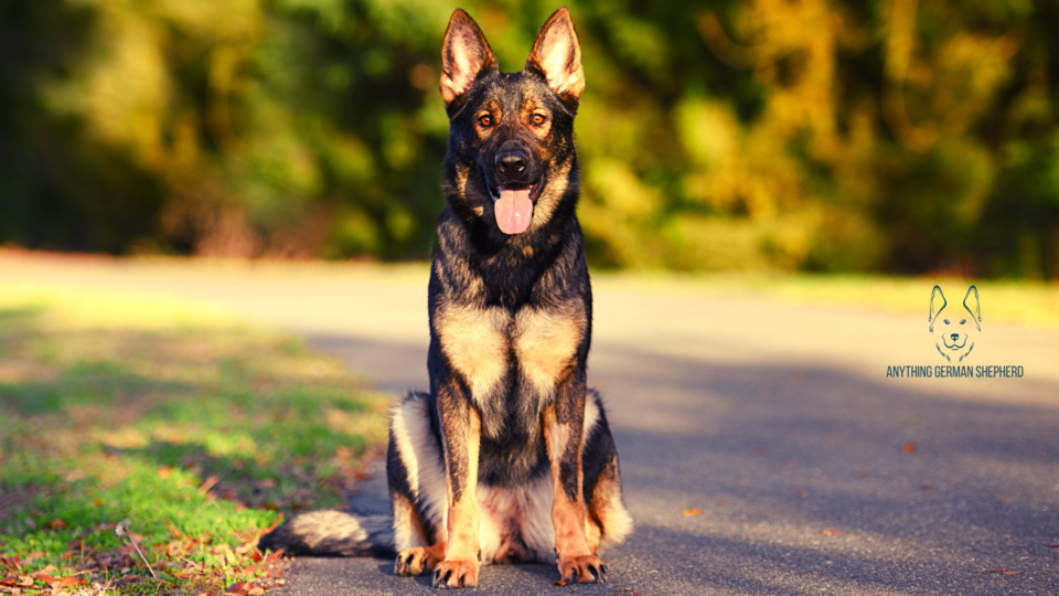 Brindle German Shepherd: Rare Coat Color for the Popular GSD