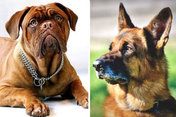 German Shepherd Mastiff Mix: This Rare Mix Makes A Great Dog