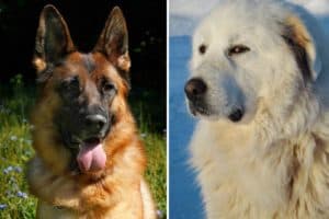Great Pyrenees German Shepherd Mix: The Devoted Family Dog