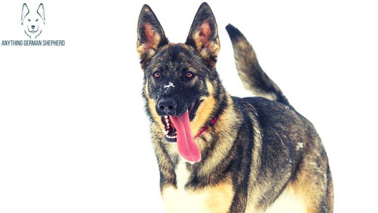 Brindle German Shepherd: Rare Coat Color for the Popular GSD