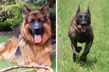 Dutch Shepherd Belgian Malinois Mix: Malinois Dutch Shepherd