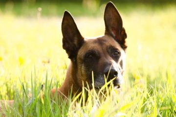 Belgian Malinois Long Hair: What to Know About Them