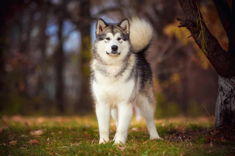 German Shepherd Akita Mix: Meet The Loyal Protector Shepkita