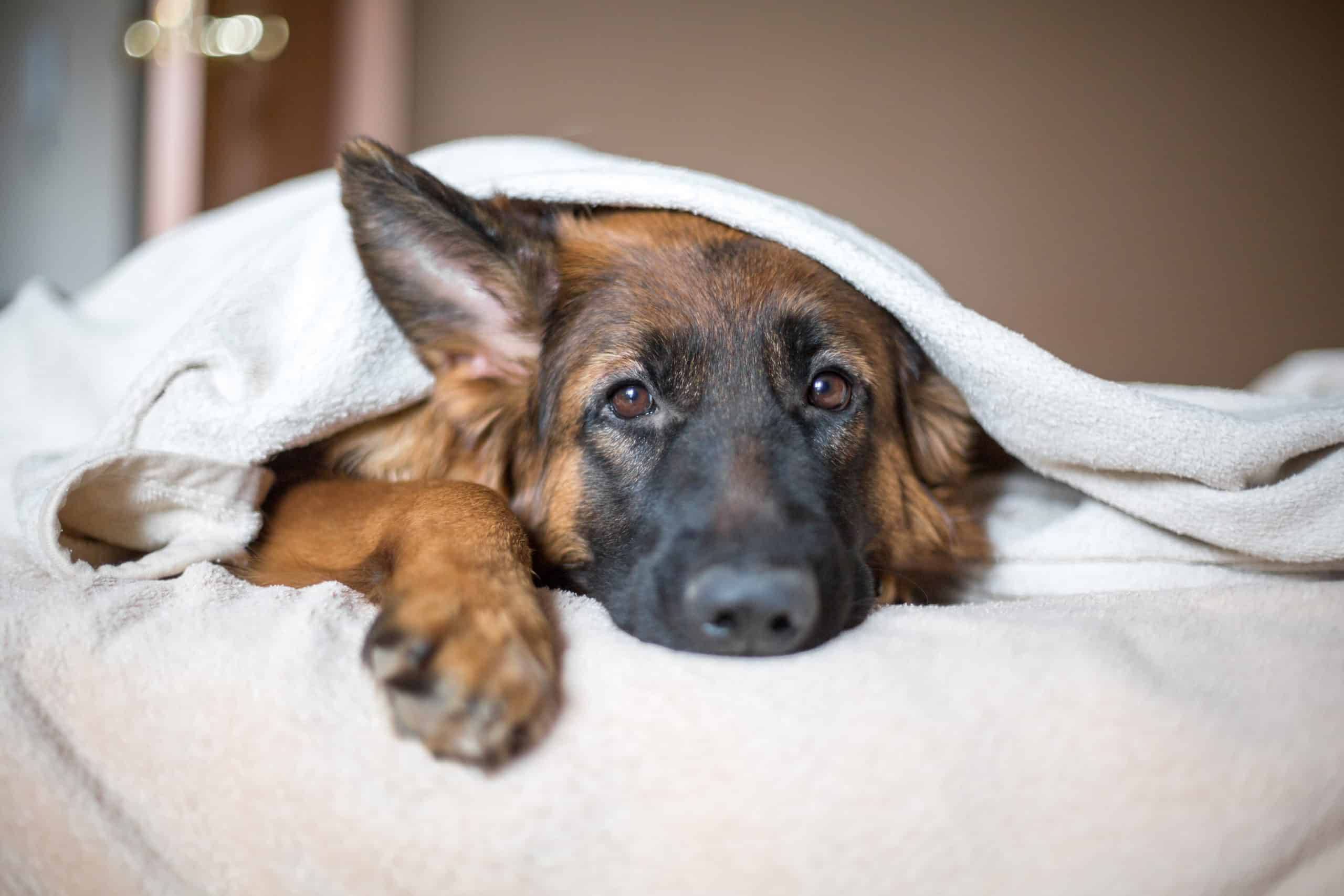 How To Deal With German Shepherd Separation Anxiety