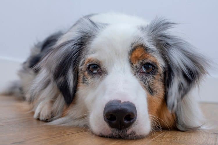 Australian Shepherd Cocker Spaniel Mix: The Cotralian