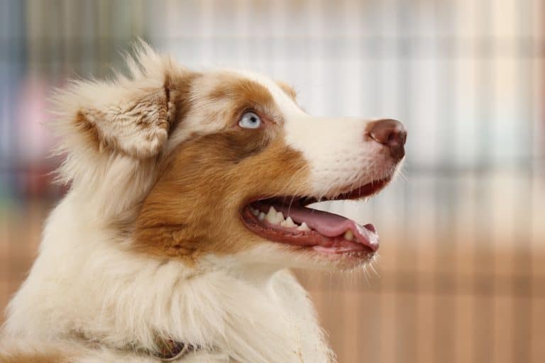 Schnauzer Australian Shepherd Mix: The Smart Working Dog
