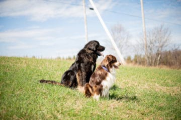 Papillon Australian Shepherd Mix: The Playful 'Austi-Pap'