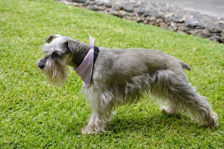 Schnauzer Australian Shepherd Mix: The Smart Working Dog