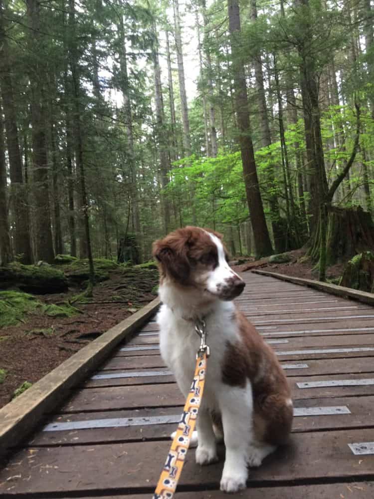 Dachshund Australian Shepherd Mix: The Cute Protector