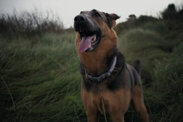Australian Kelpie German Shepherd Mix: Smart, Loyal & Brave