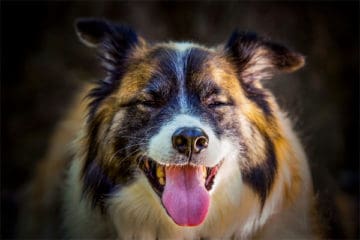 Do Dogs Laugh? (And How To Make Your Dog Laugh)