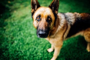 Do German Shepherds Smell: What You Can Do About It