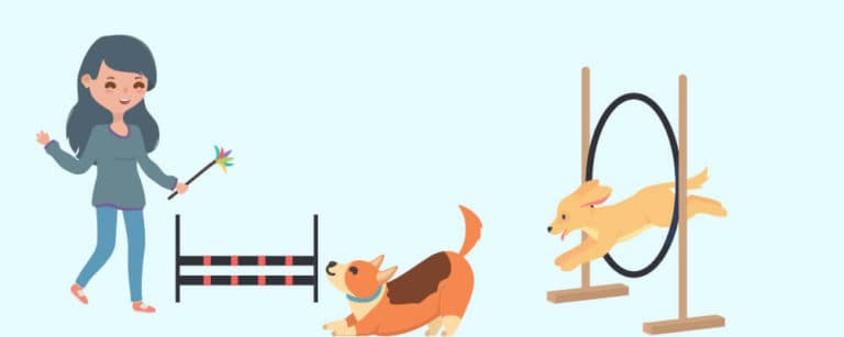 10 Top Training Tips And The Best Training Games To Play With Your Dog