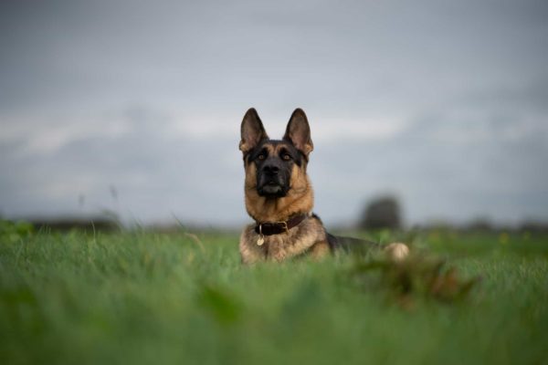 How to Read a German Shepherd’s Body Language: 28 Signs