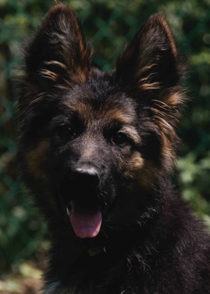 Brindle German Shepherd: Rare Coat Color for the Popular GSD