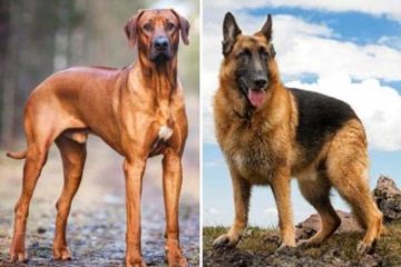 Rhodesian Ridgeback vs German Shepherd: The Comparison