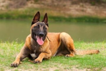 Why Are Belgian Malinois Used As Police Dogs? The Perfect K9