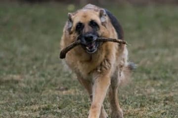Why Do Dogs Back Legs Give Out? Why This Happens In Old Dogs