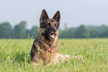 Why Do German Shepherds Eat Their Own Poop: 5 Common Reasons