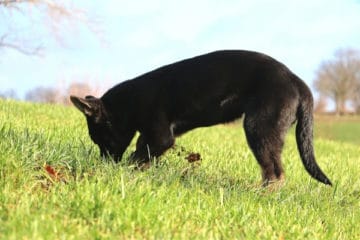 Are German Shepherds Diggers? (Why They Dig & What To Do)