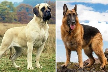 German Shepherd Mastiff Mix: This Rare Mix Makes A Great Dog
