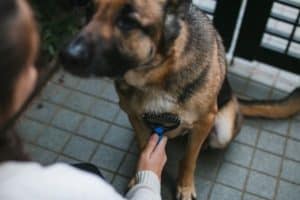 Why Is My German Shepherd Scratching So Much? 9 Solutions!