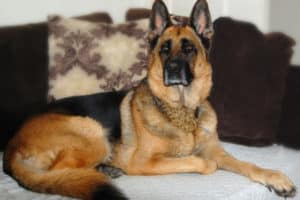 Are German Shepherds Scary: What You Need to Know