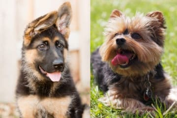 Do German Shepherds and Yorkies Get Along: The Big and the Little