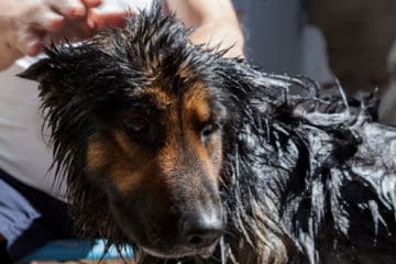 How Often Should You Bathe Your German Shepherd Dog?