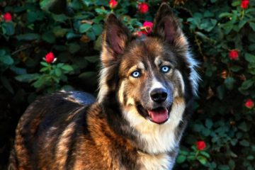 Panda German Shepherd: Breed Information & Facts To Know