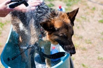 7 Best Dog Shampoos For German Shepherds