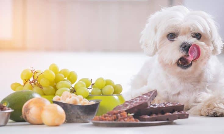 Can Dogs Eat Guava?
