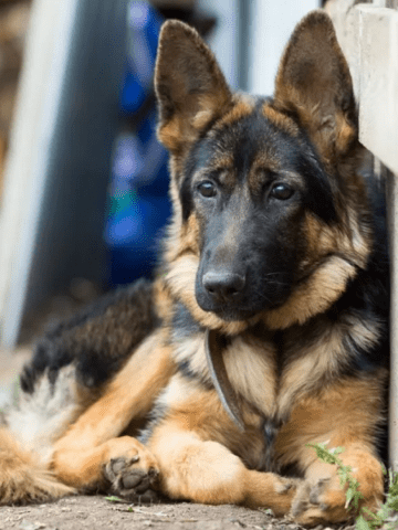 Why Do German Shepherds Cry & Whine? What's Normal & What Isn't