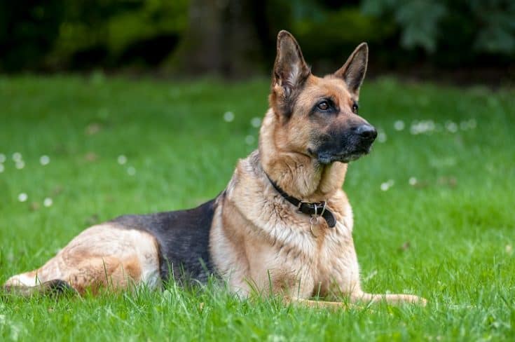 How to Take Care of an 8-Month-Old German Shepherd | Anything German ...