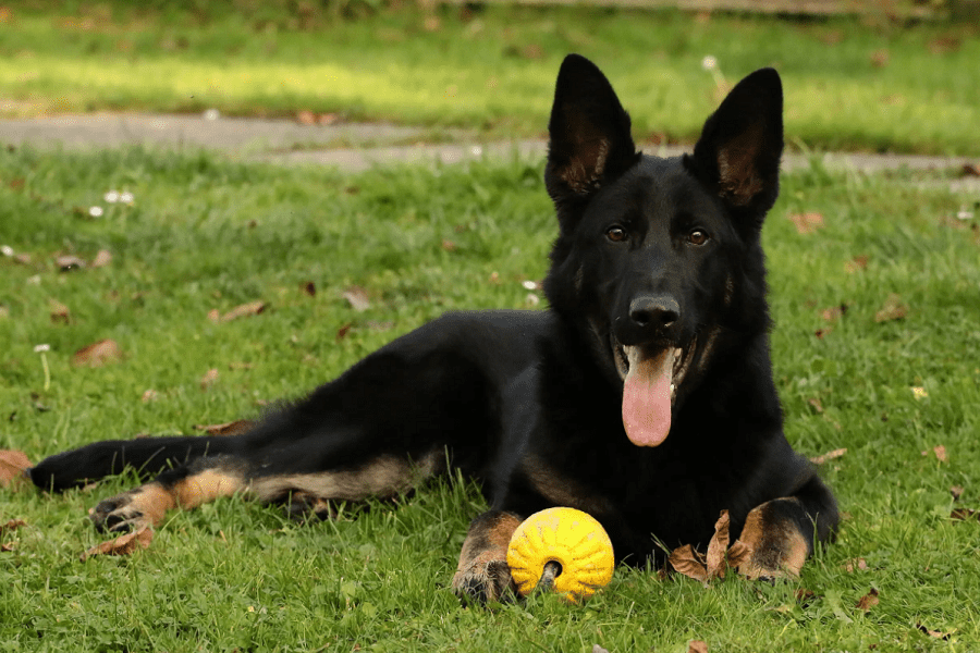 How to Take Care of an 8-Month-Old German Shepherd | Anything German ...