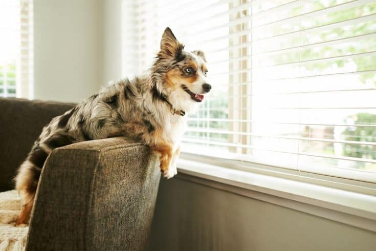 Everything to Know About the Mini Aussie With Tail | Anything German ...