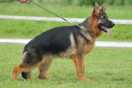American Show Line German Shepherd - Temperament and Care | Anything ...