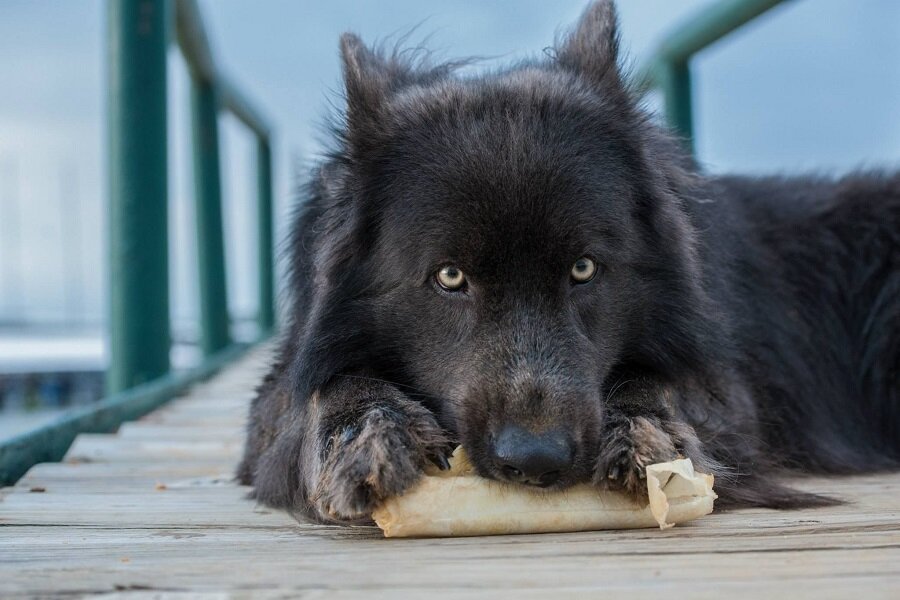 Blue Bay Shepherd Puppy | Anything German Shepherd