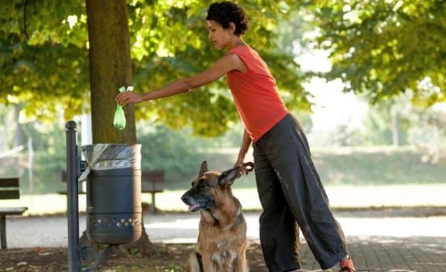 7 Best Dog Poop Trash Cans & Disposal Containers | Anything German Shepherd