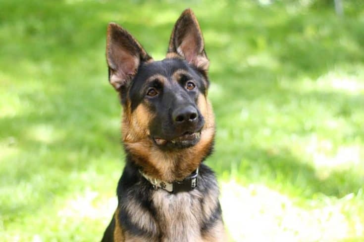 German Shepherd Ears Down Meaning