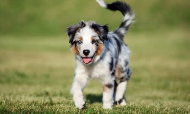Everything to Know About the Mini Aussie With Tail | Anything German ...