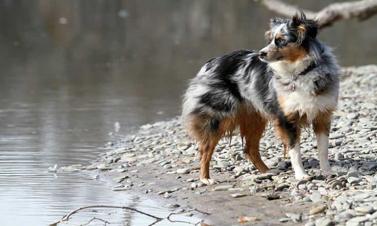 Everything to Know About the Mini Aussie With Tail | Anything German ...