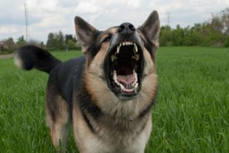 How to Stop Your German Shepherd From Barking | Anything German Shepherd